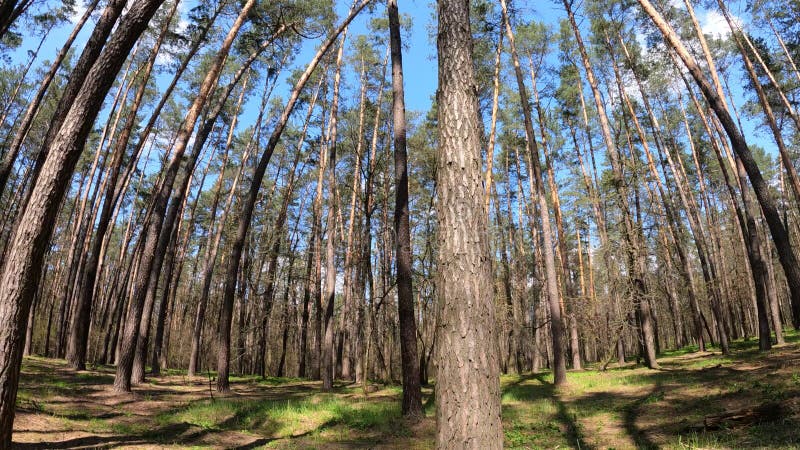 Walking through the Forest with Pine Trees during the Day POV, Slow Motion Stock Video - Video ...