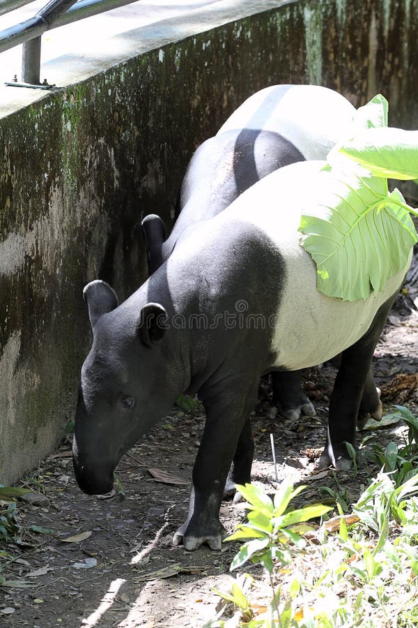 Asian Tapir Head Isolated on Black Backround. Malayan Tapir Stock Image ...