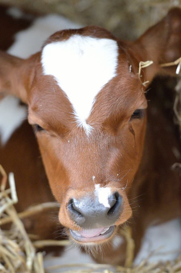 Stock Image of Cow in a Yard Stock Photo - Image of fauna, meadow ...