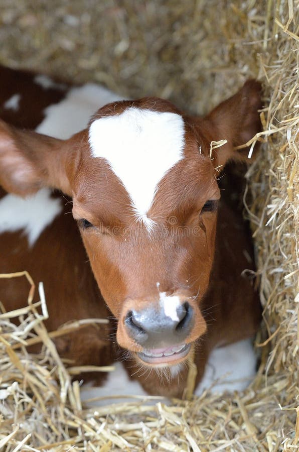 Stock Image of Cow in a Yard Stock Image - Image of livestock, domestic ...