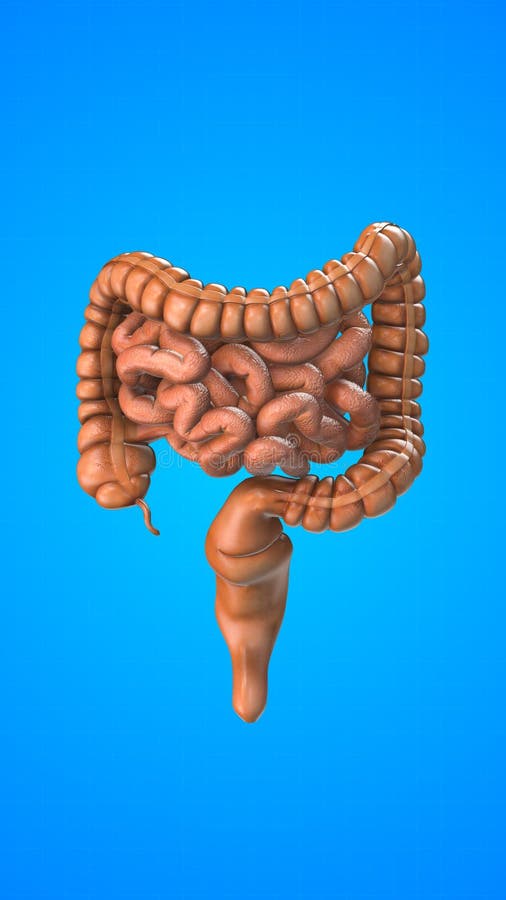 Human Internal Organ of Intestine Stock Illustration - Illustration of ...