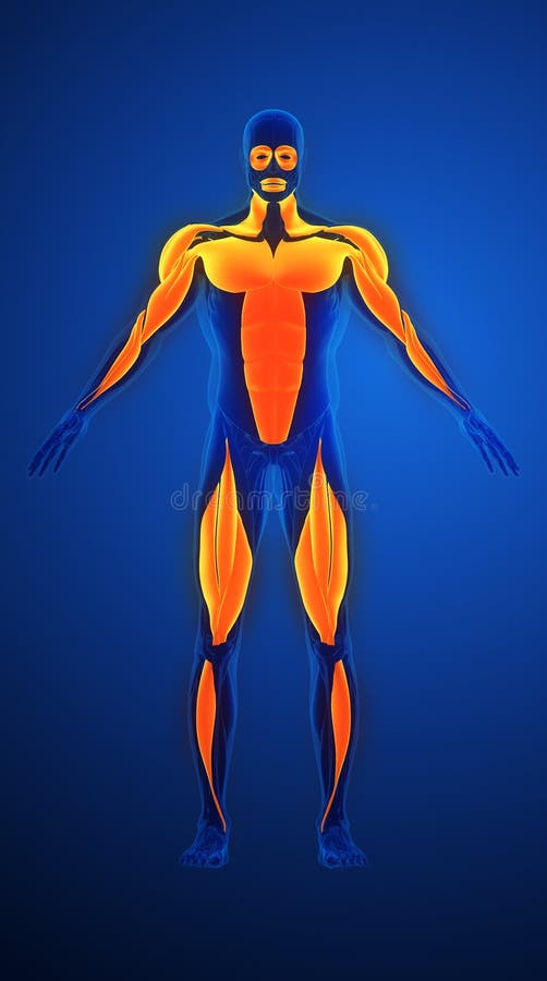 Front Side Muscle Highlights on Blue Bankground Stock Illustration ...