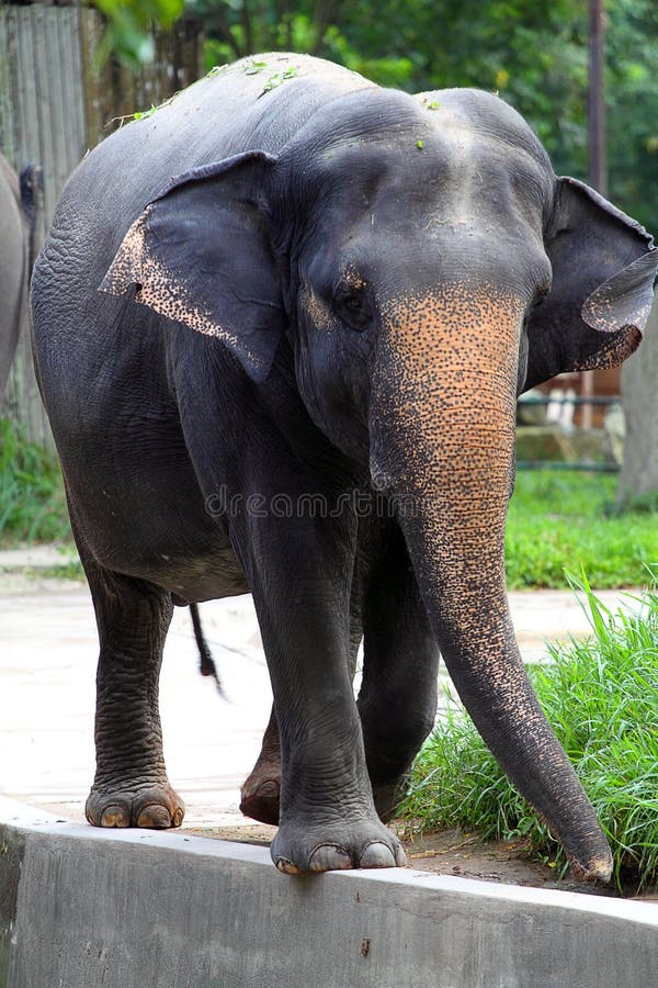 Stock image of elephant stock image. Image of loxodonta - 80075709