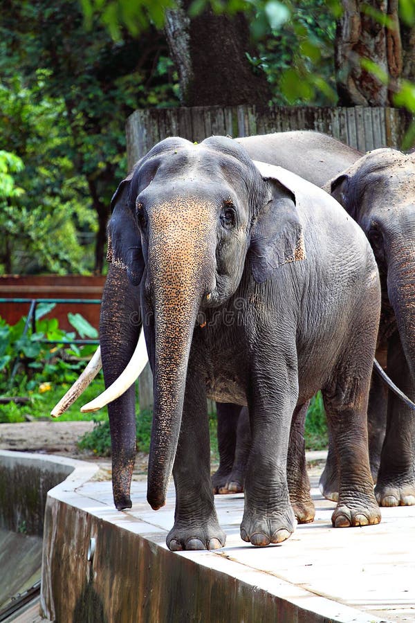 Stock image of an elephant stock image. Image of park - 99161693