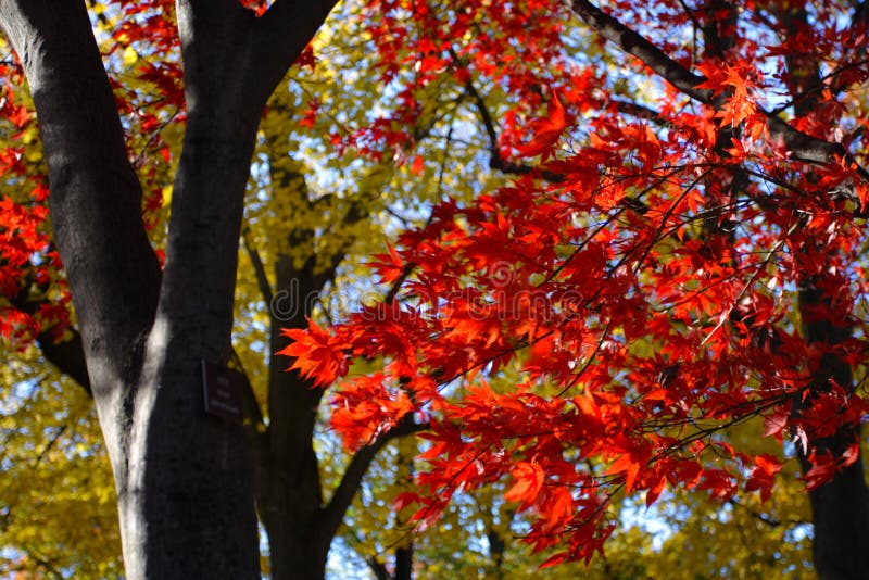 Stock Image of Fall Foliage at Boston Stock Image - Image of leaves ...