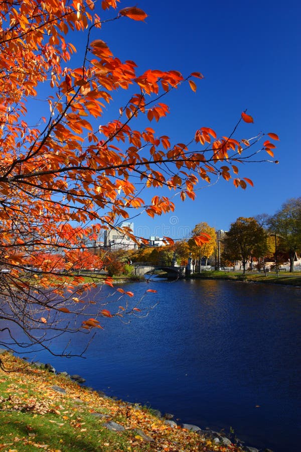 Stock Image of Fall Foliage at Boston Stock Photo - Image of brown ...