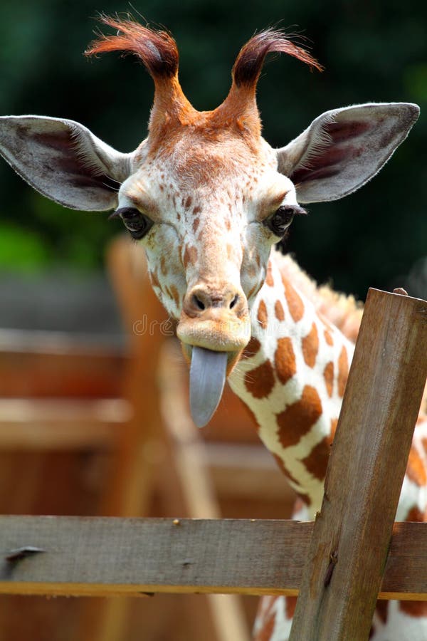 Stock image of a giraffe stock image. Image of giraffes - 95372409