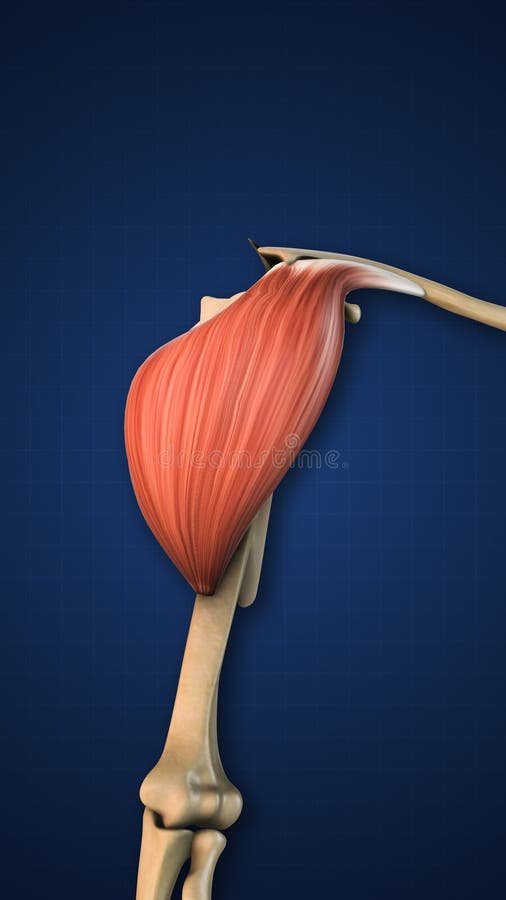 Highlighted Deltoid Muscle with Upper Limb Stock Illustration ...