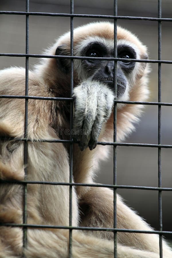 Stock image of Monkey stock image. Image of little, primate - 73156365