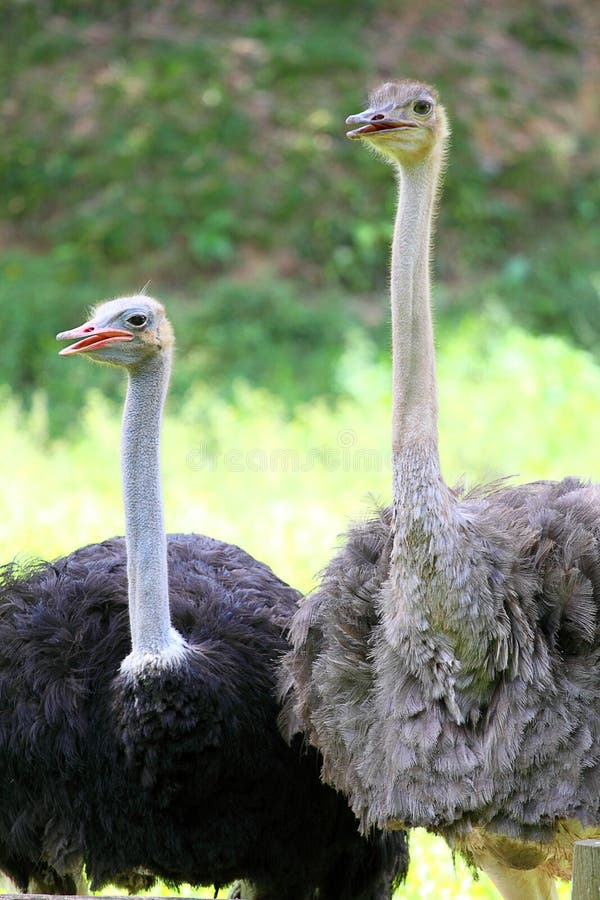 Stock image of ostrich stock photo. Image of wildlife - 80076020