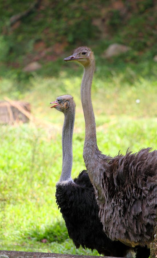 Stock image of ostrich stock photo. Image of savanna - 80076078