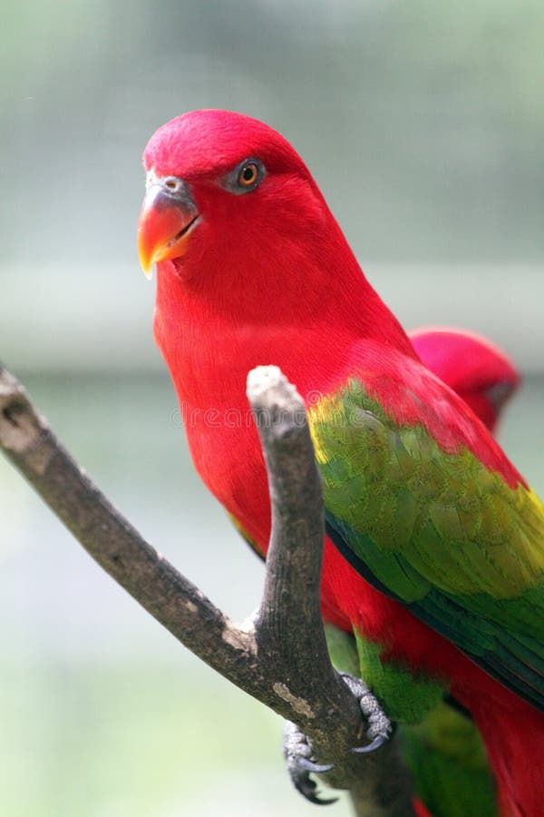 Stock image of Parrot stock photo. Image of domestic - 77253836