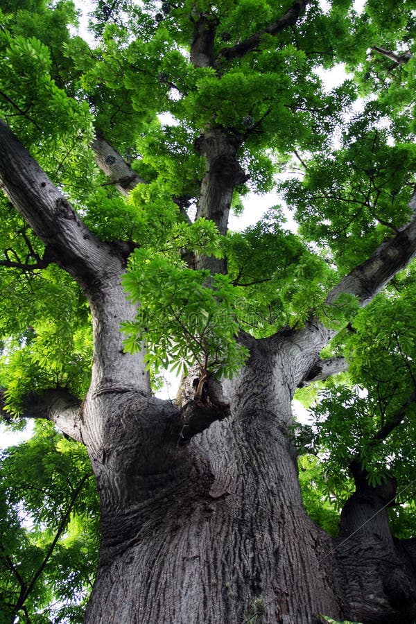 Stock Image of Pattern of Tree Trunk Stock Image - Image of shape, wood ...