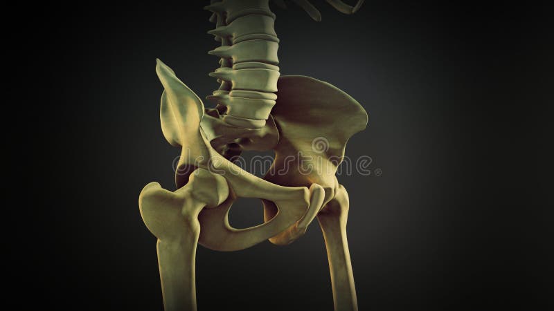 The hip bone or coxal bone stock illustration. Illustration of science ...