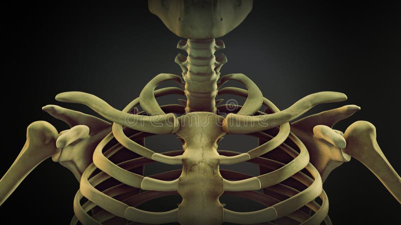 Shoulder Bone Anatomy of Human Skeleton Stock Illustration ...