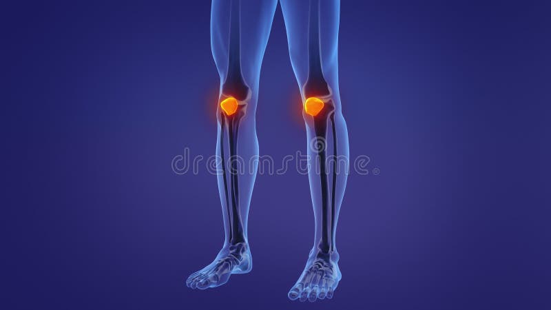 Anatomy of the Human Patella Stock Illustration - Illustration of ...