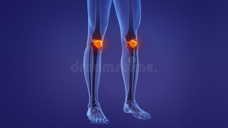 Anatomy of the Human Patella Stock Illustration - Illustration of ...