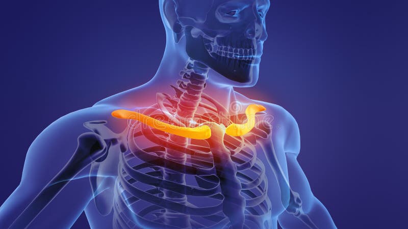 Human Skeleton Clavicle Bones Anatomy Stock Illustration - Illustration ...