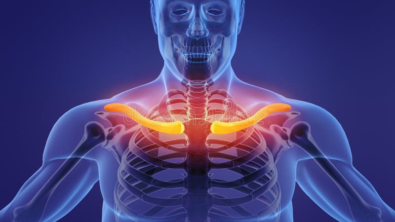 Human Skeleton Clavicle Bones Anatomy Stock Illustration - Illustration ...