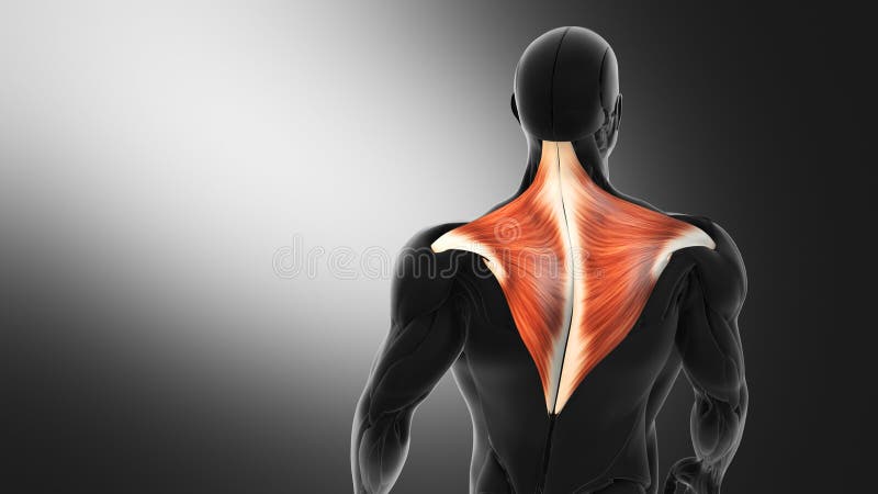 Anatomy of the Trapezius Muscles Stock Illustration - Illustration of ...