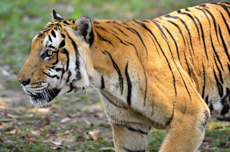 Sunda Tiger Stock Photos - Free & Royalty-Free Stock Photos from Dreamstime