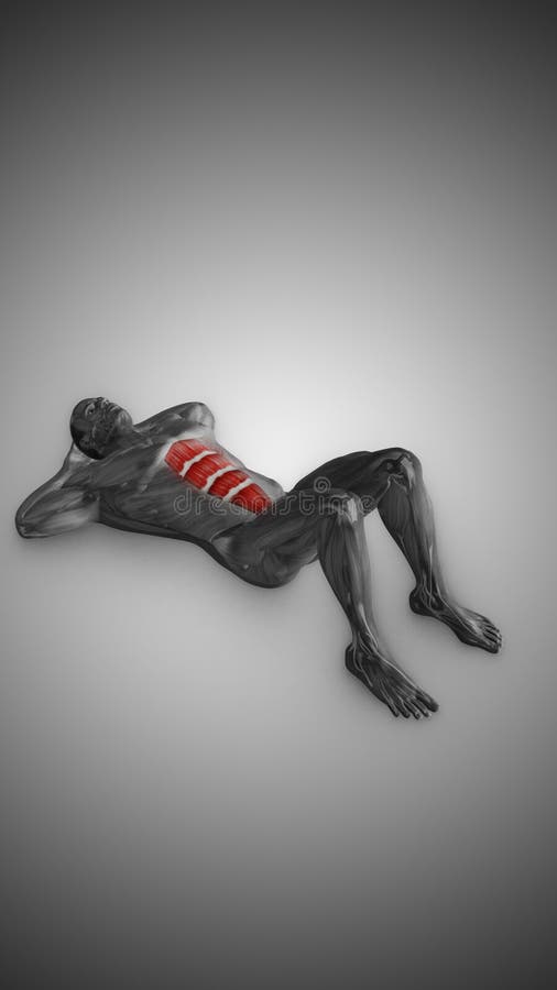 Crunches Workout Highlighting Abdominal Muscle Stock Illustration ...