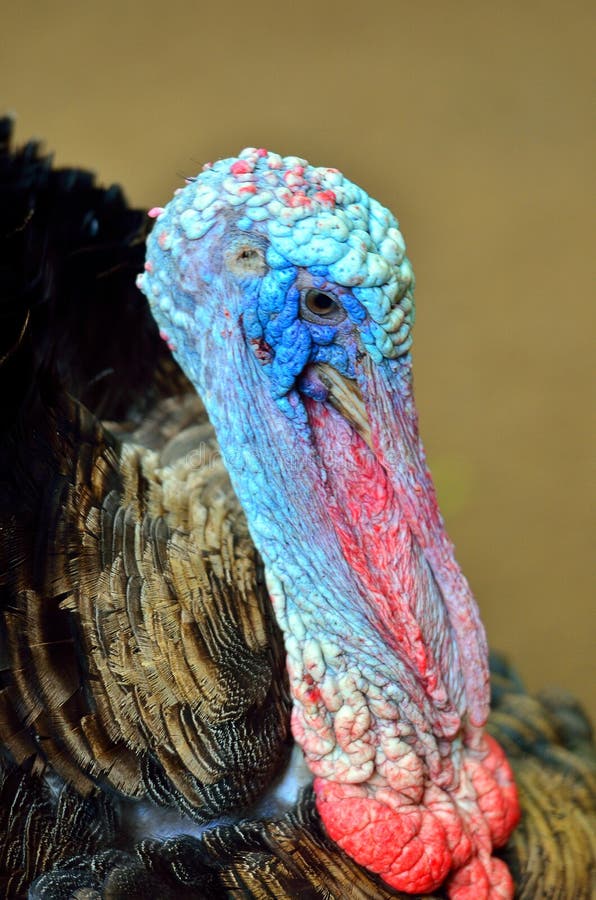 Stock Image of Wild Turkey (Meleagris Gallopavo) Stock Photo - Image of ...