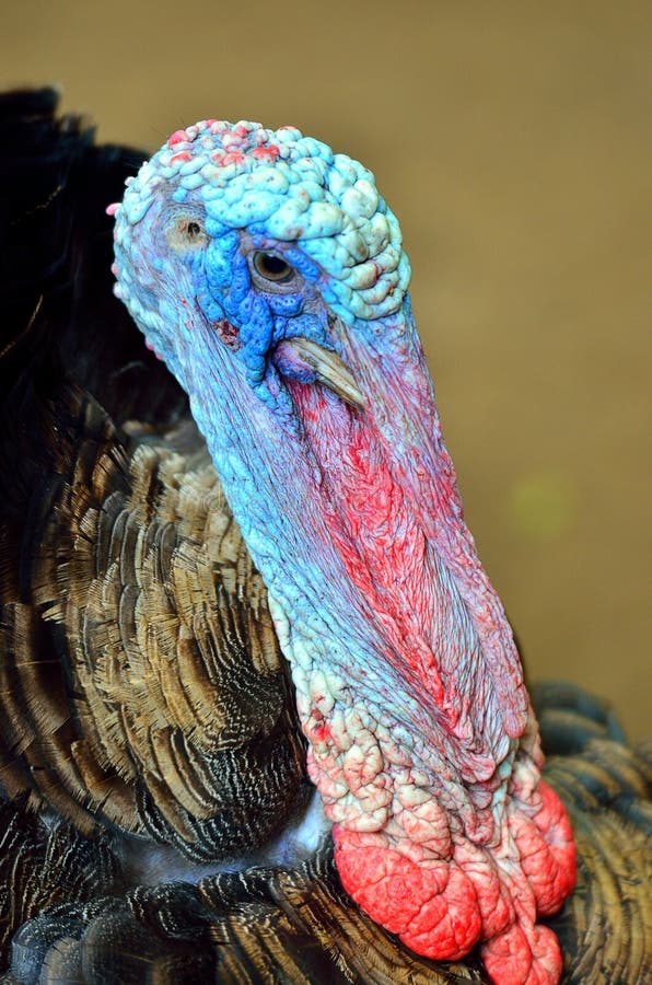 Stock Image of Wild Turkey (Meleagris Gallopavo) Stock Image - Image of ...