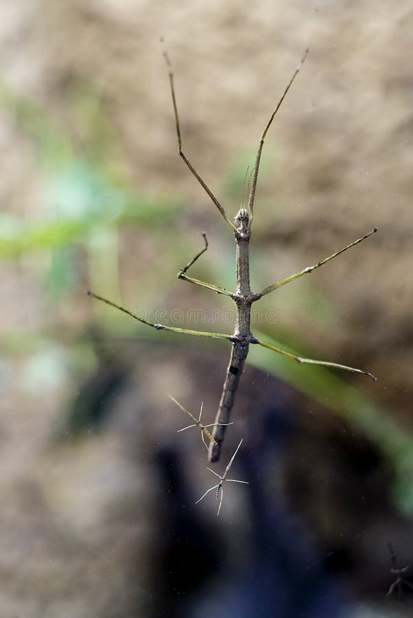 Stock-Insekt stockbild. Bild von kauen, insekt, unterkiefer - 87069699