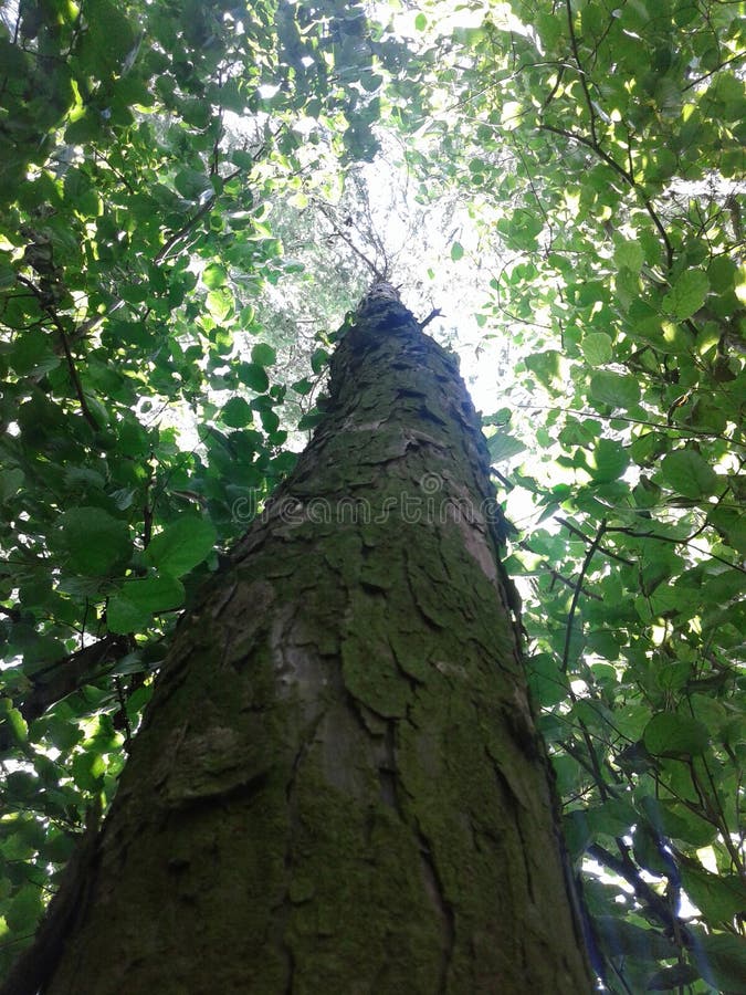 In the Forest ... a Hundred -year- Old Larch Stock Image - Image of ...