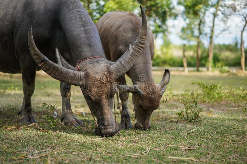 Stock Photo - Buffalo Eating Grass in Corral Stock Image - Image of ...