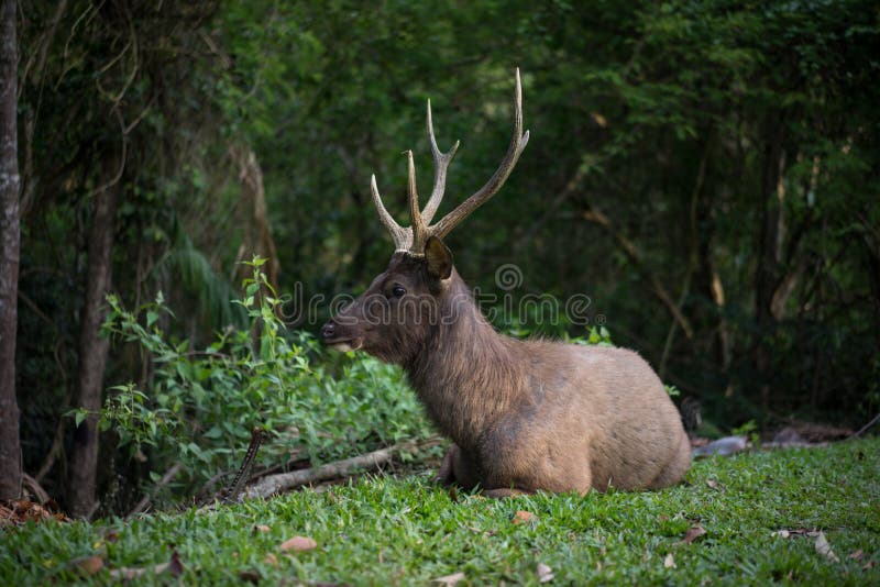 Deer sitting on a grass stock image. Image of portrait - 134197219