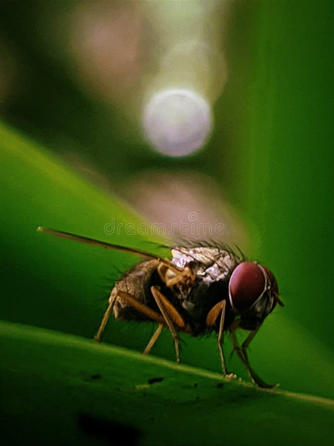 Stock photo fly stock image. Image of honeybee, leaf - 348221857