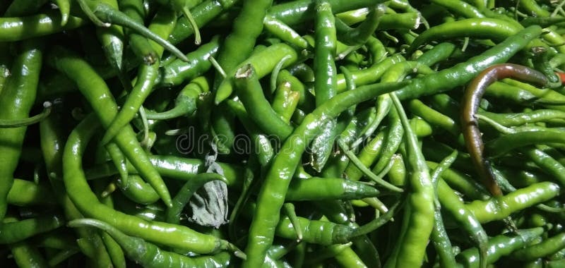 Stock Photo Fresh Green Chilli Stock Photo - Image of crop, fruit ...