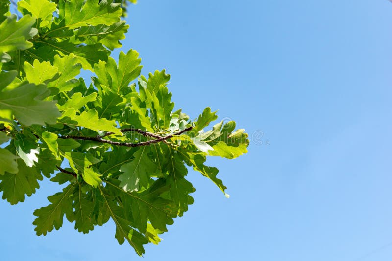 Photo Leaves of the Oak Tree Against Blue Sky Stock Photo - Image of ...