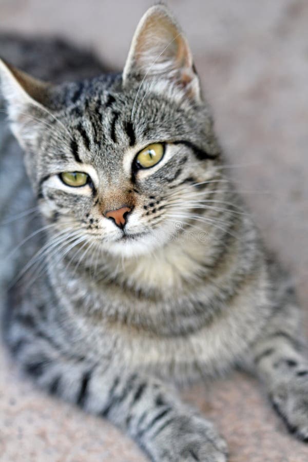 Stock Photo Portrait of a Sweet Cat Stock Photo - Image of portrait ...