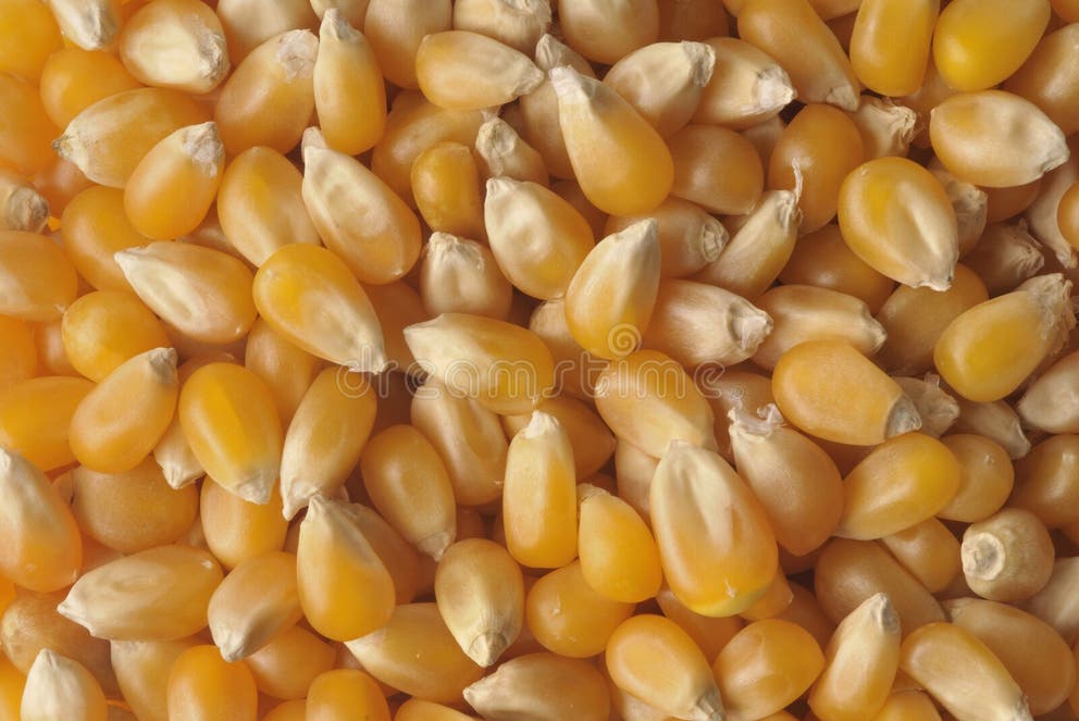 Stock Photo of Unpopped Corn Stock Image - Image of corn, popcorns ...