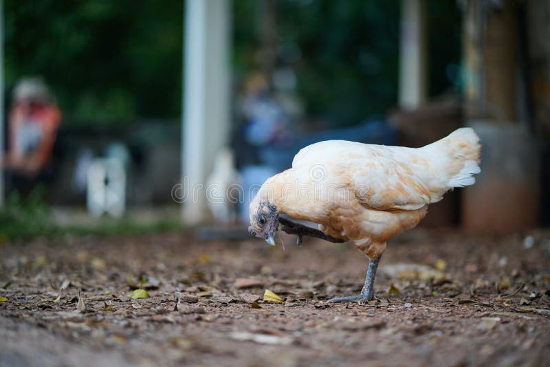 Bird Eye of Hay Rake Tractor Turning the Hay Stock Image - Image of ...