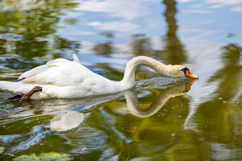 Stock Photo White Swan in a Lake Stock Image - Image of florida ...