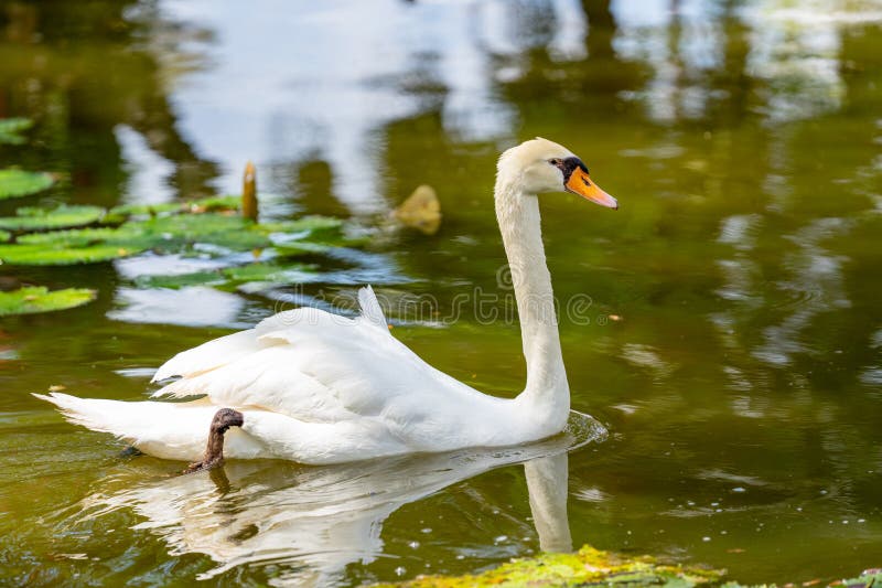 Stock Photo White Swan in a Lake Stock Image - Image of animal ...