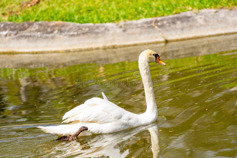 Stock Photo White Swan in a Lake Stock Photo - Image of animal, bird ...