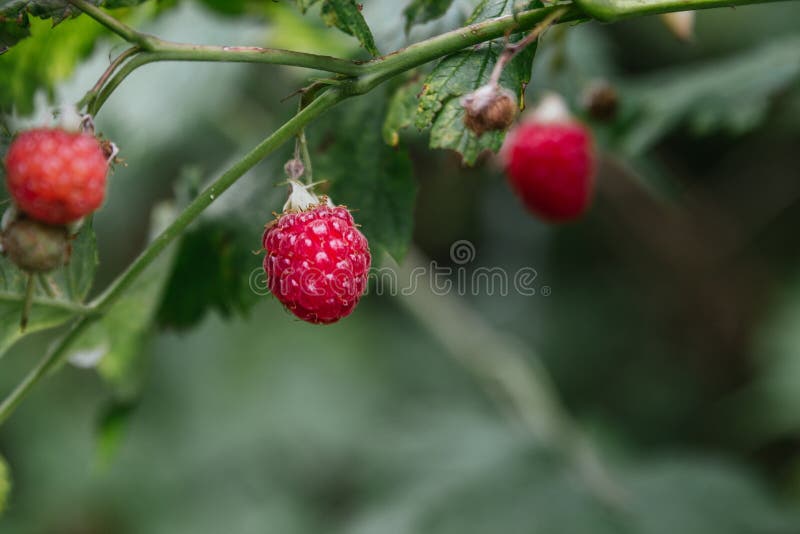 Wild Raspberry Its Natural Environment Stock Photos - Free & Royalty ...