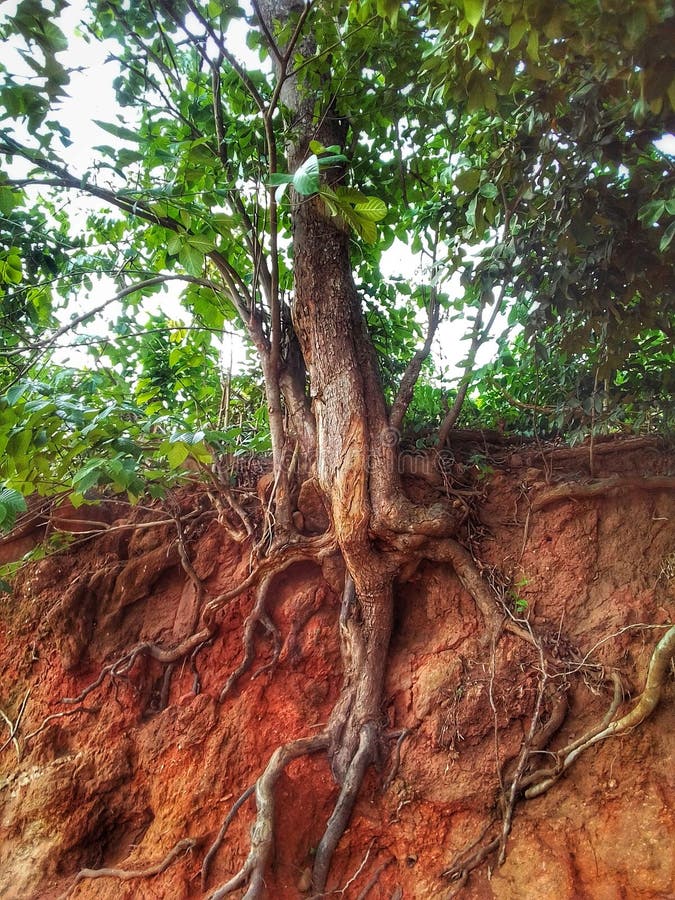 977 Existing Tree Stock Photos - Free & Royalty-Free Stock Photos from ...