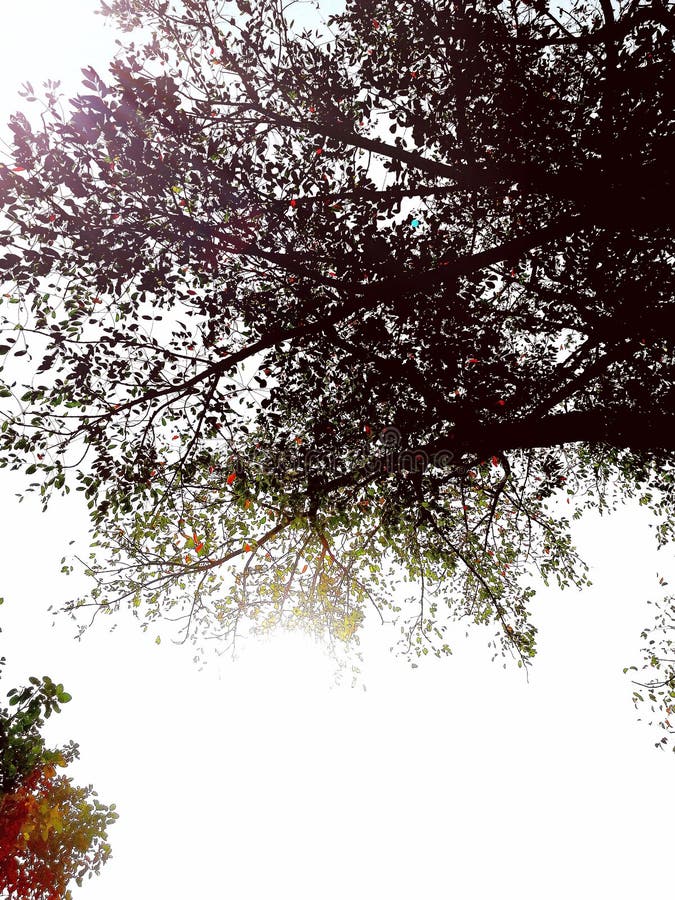 Stock photography stock image. Image of tree, reflection - 101125467