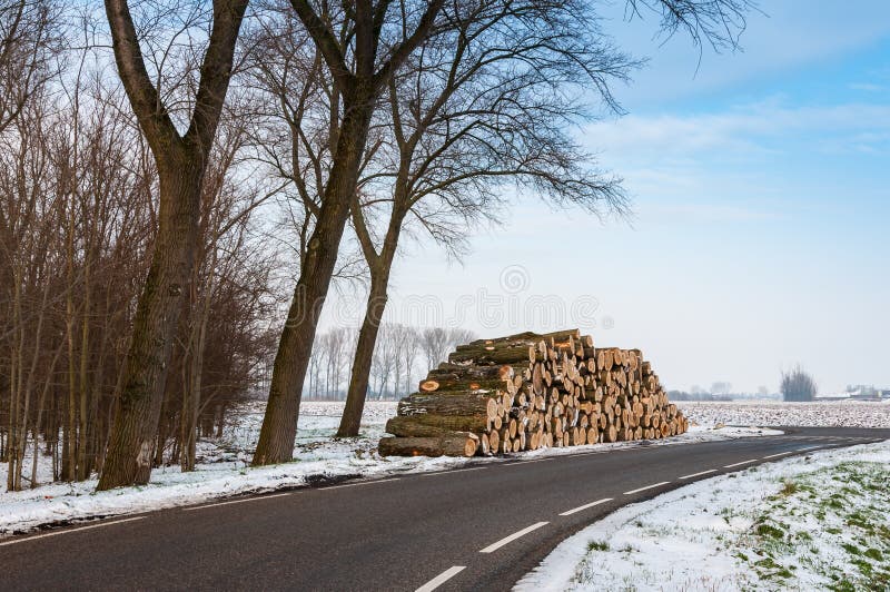 Stock Pile Sawed Trees Along the Side of the Road in Winter Stock Photo ...