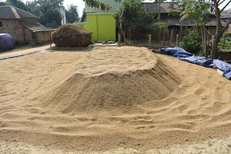 Stock of Rice Grain Spread in the Ground To Dry Under the Sun Stock ...