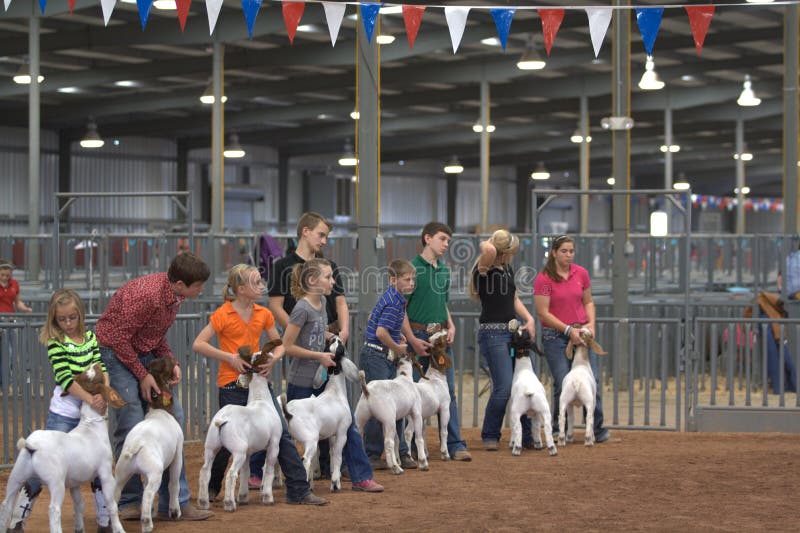Stock and Rodeo Show editorial stock photo. Image of farming - 27594238