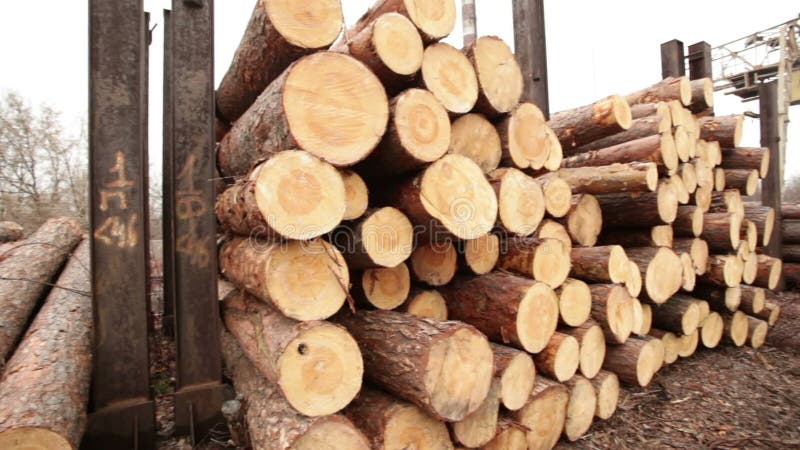 Stock timber wood stock video. Video of lumber, logging - 68011571