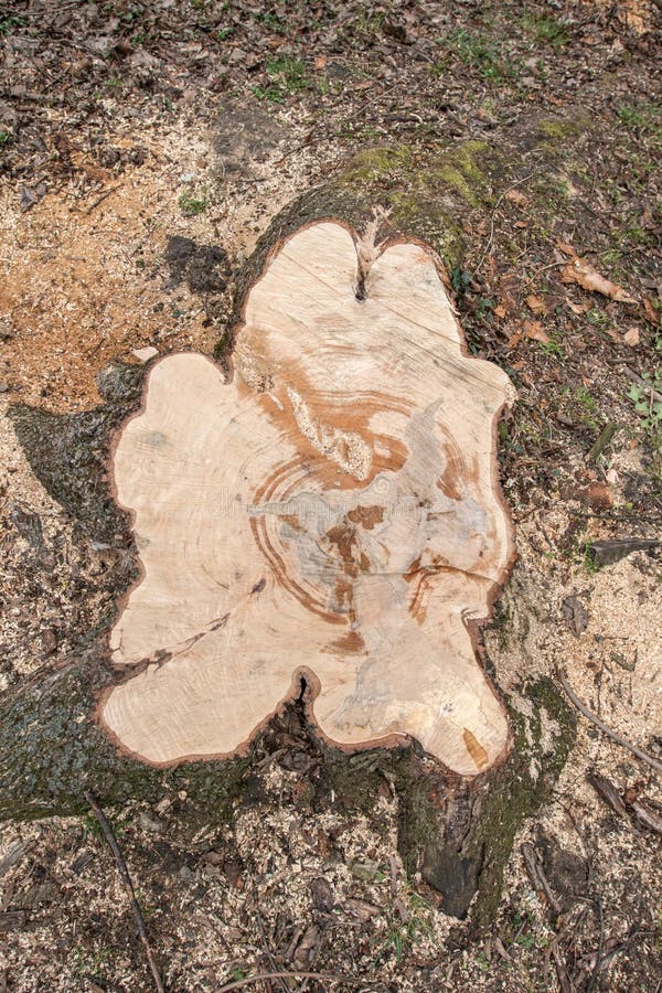 Stock of a Tree Stump in the Forest Stock Photo - Image of felling ...