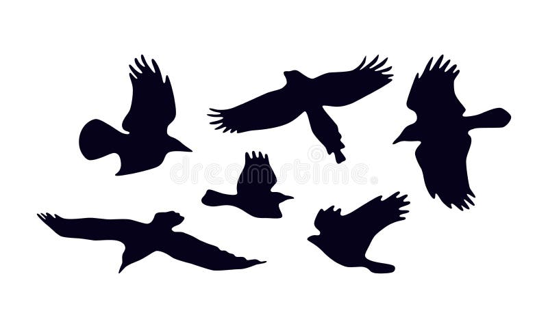 Stock Vector Set of Soaring Birds Silhouettes Stock Vector ...